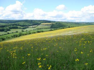 North Kent Woods and Downs National Nature Reserve - Kent Downs