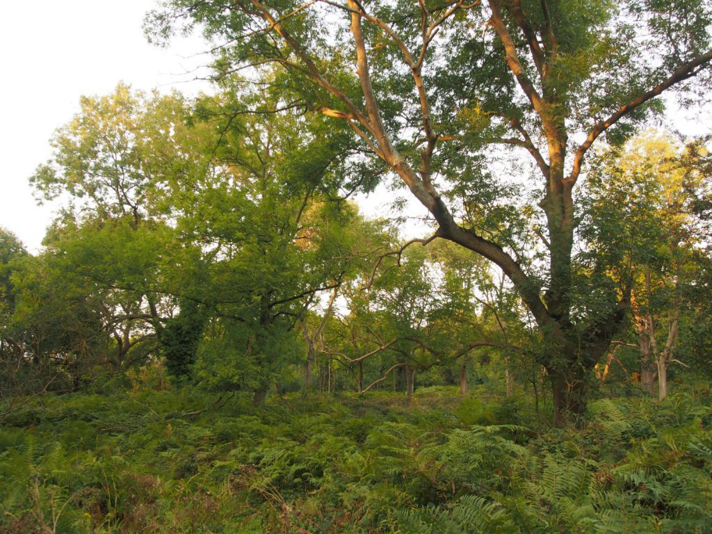 The Ash Project - Kent Downs