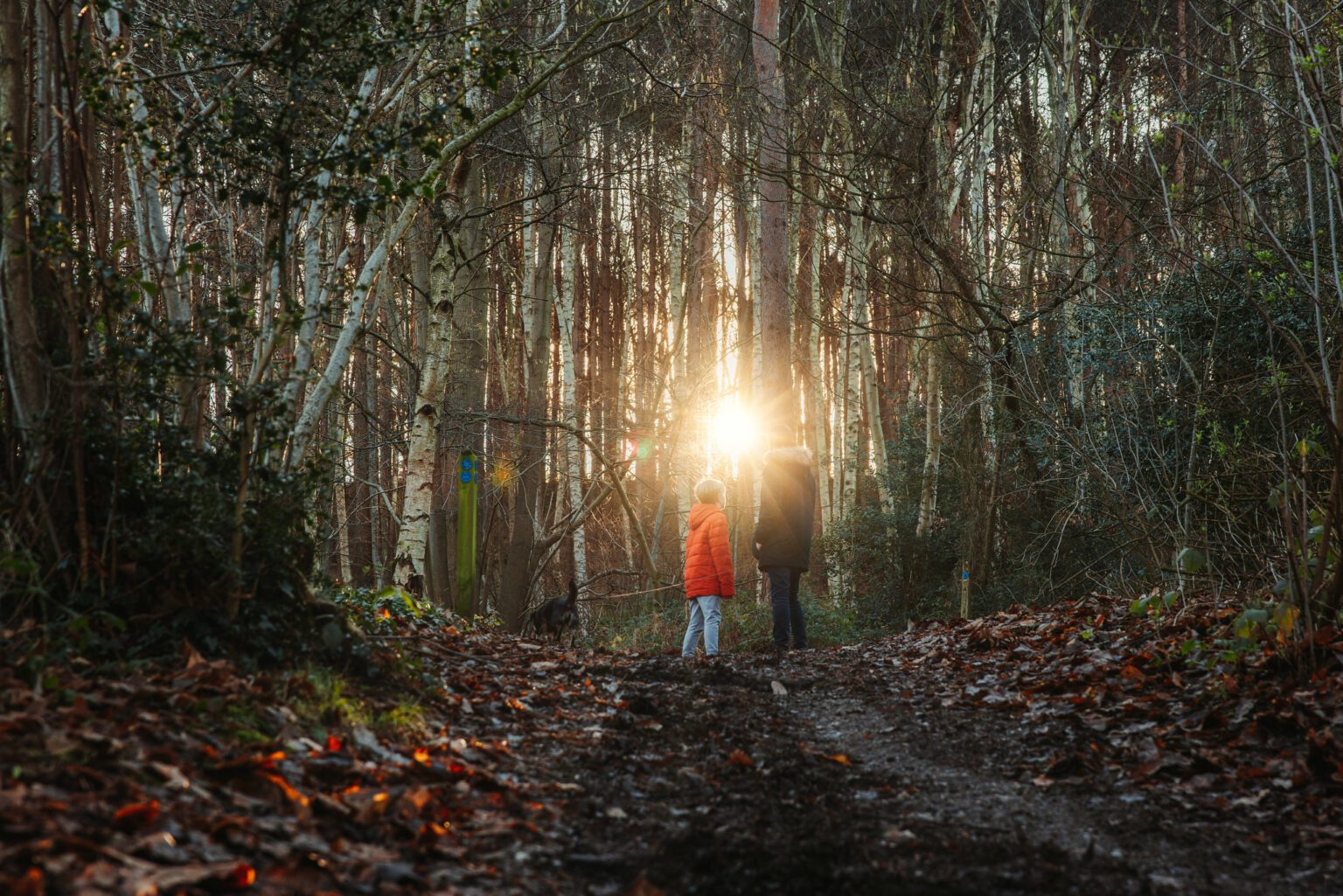 Perry Wood - Kent Downs