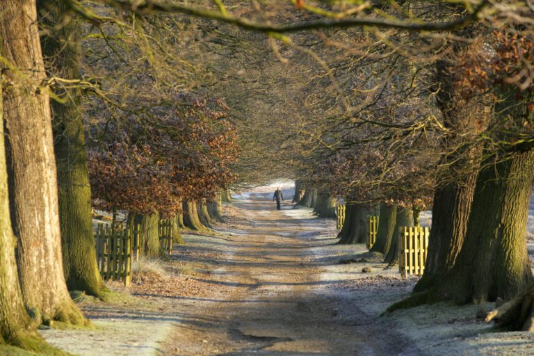 Knole - Kent Downs