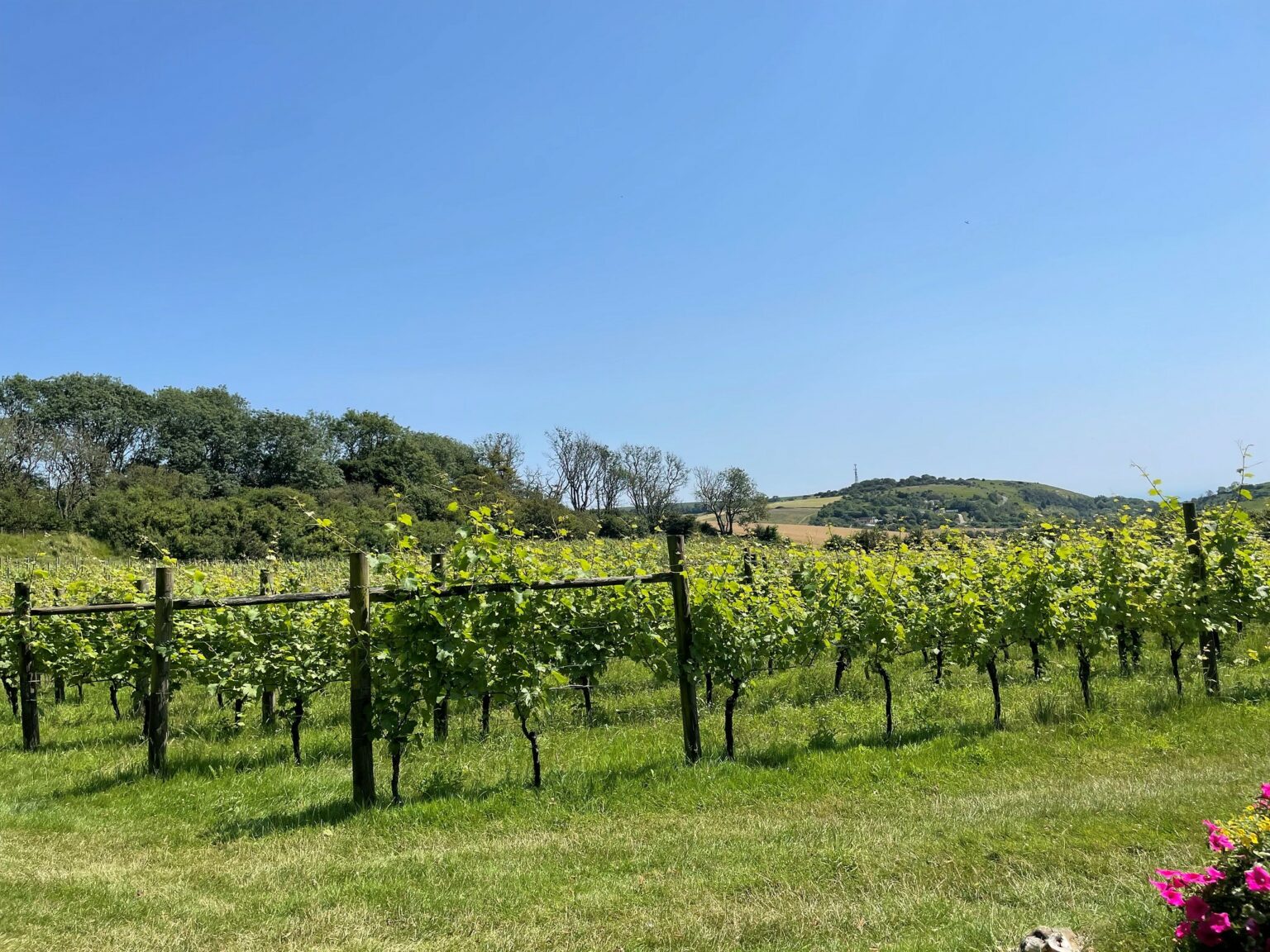 Kent Downs vineyards guide: where to taste the best English wines ...