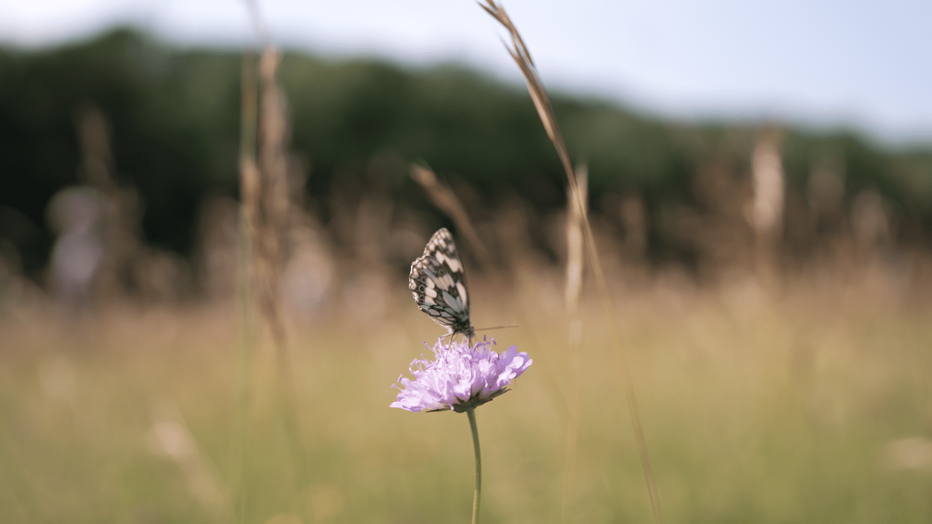 Discover the North Kent Woods and Downs National Nature Reserve - Kent ...