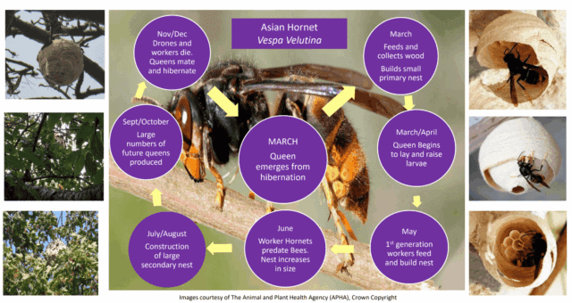 Protect Our Pollinators - Making Trapping Happen - Kent Downs