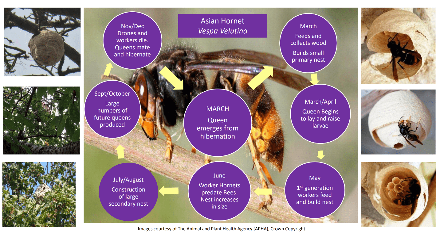 Protect Our Pollinators - Making Trapping Happen - Kent Downs