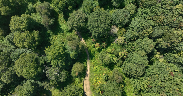 Celebrating One Year of the North Kent Woods and Downs - Kent Downs