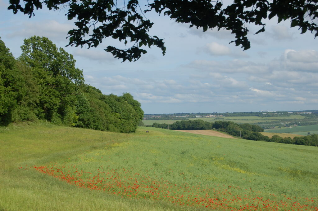 Plantlife Celebrates 20 Years of Caring for Ranscombe Farm Reserve ...