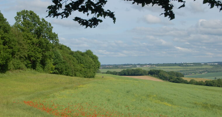 Plantlife Celebrates 20 Years of Caring for Ranscombe Farm Reserve ...